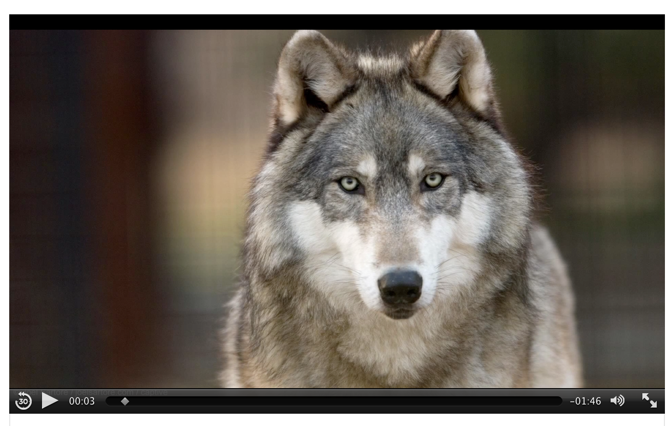 A Howl for Help - Sea Change Strategies